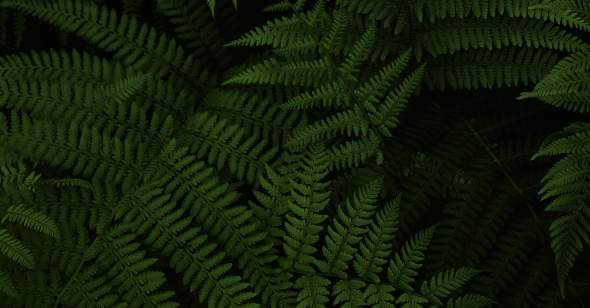 Bracken | Infographics